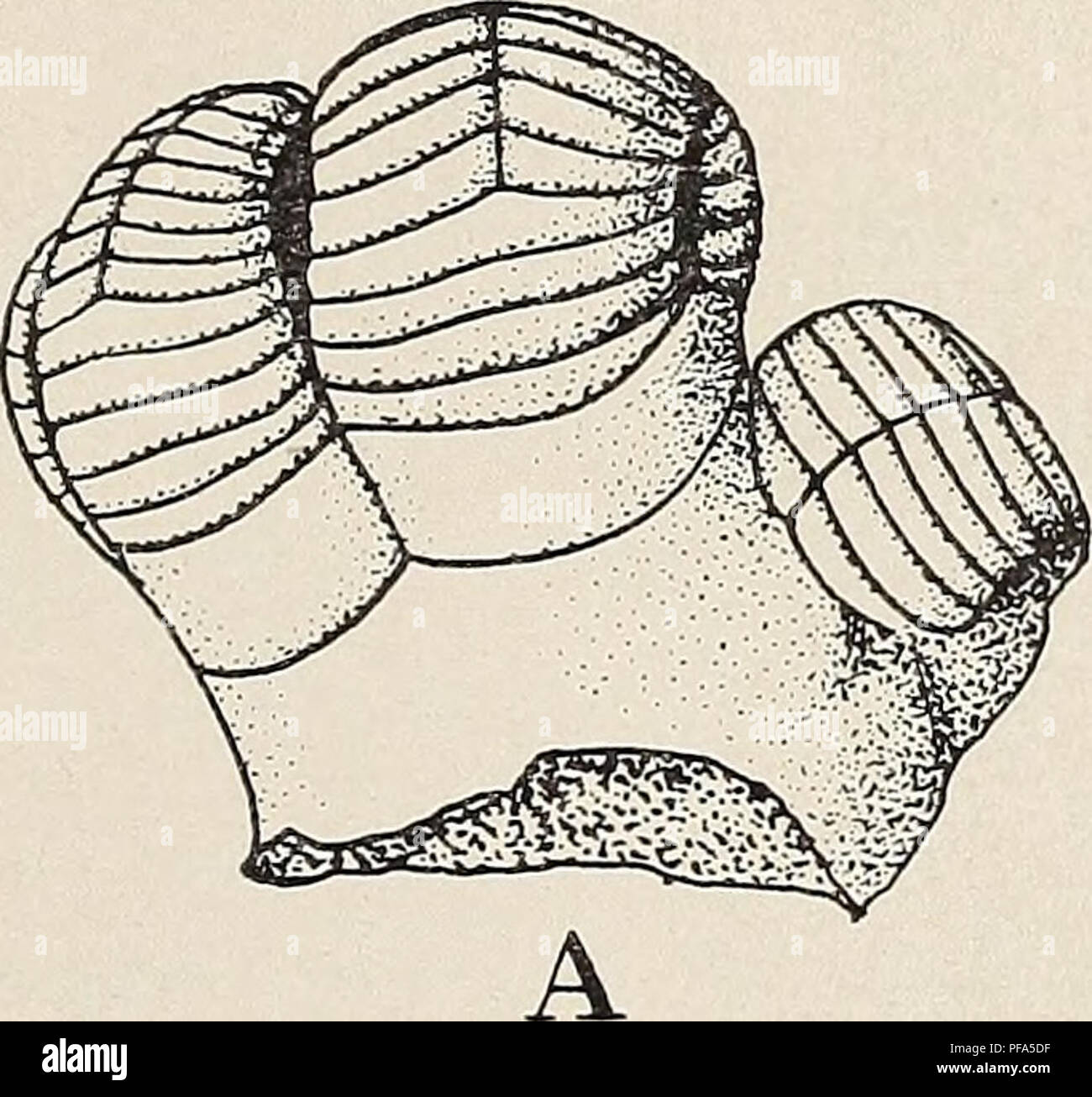 This paleontological study on Devonian crinoids from New York details ...