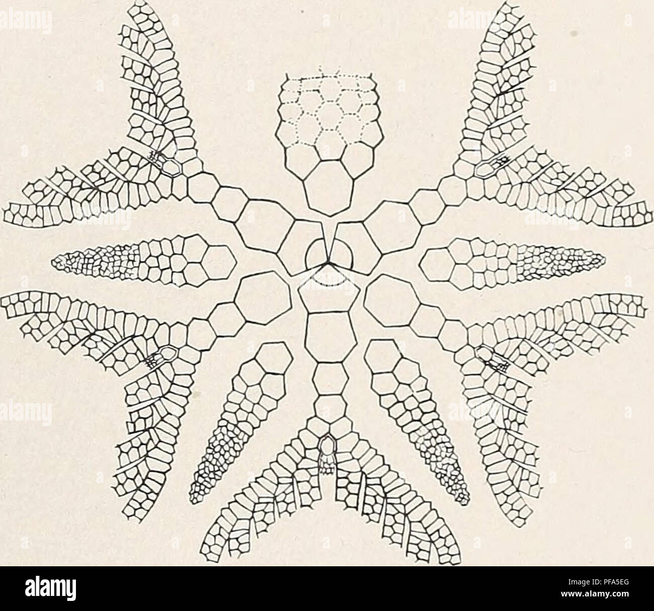 This paleontological study explores the crinoid species from the ...