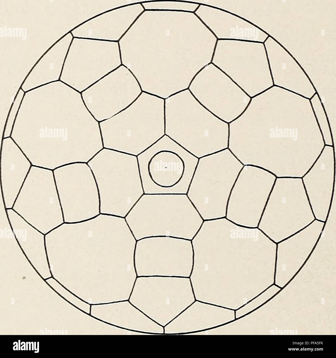 . The Devonian crinoids of the State of New York. Crinoidea, Fossil ...