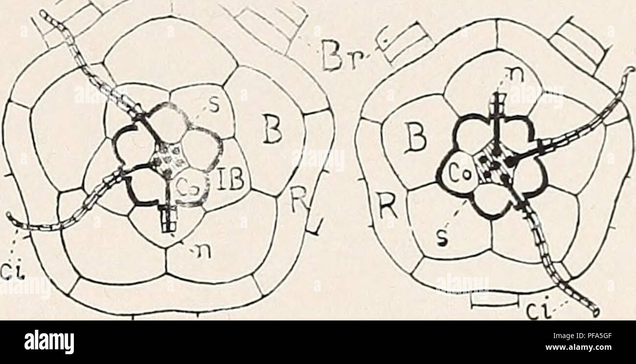 This paleontological study examines Devonian crinoids found in New York ...