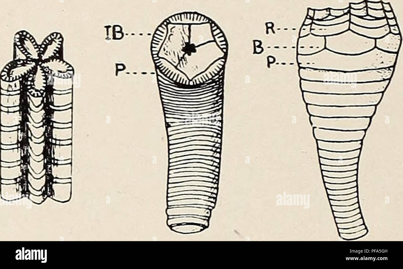 Types of joints hi-res stock photography and images - Alamy