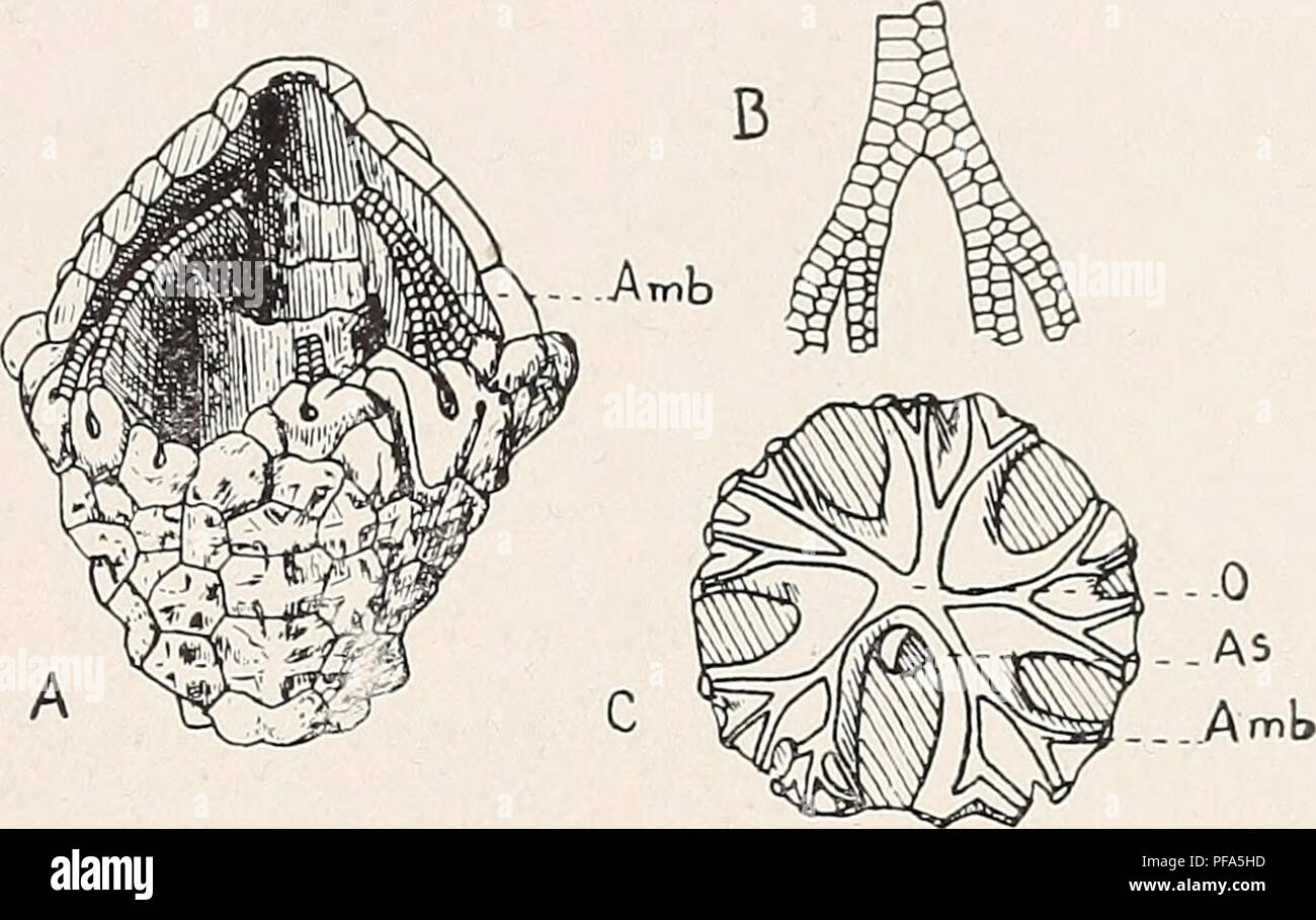 . The Devonian crinoids of the State of New York. Crinoidea, Fossil ...