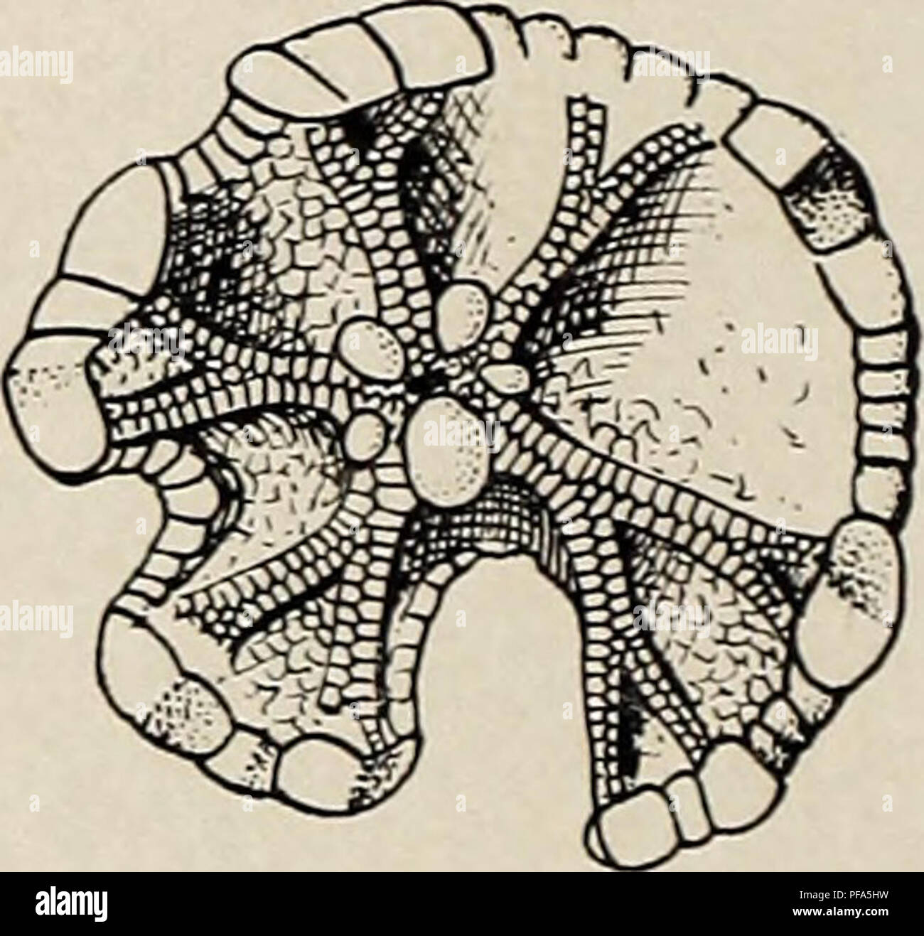 This image shows detailed illustrations of Devonian crinoids from the ...