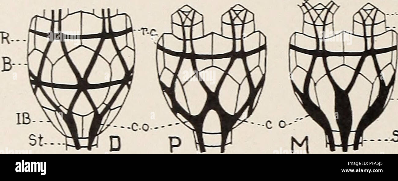 . The Devonian crinoids of the State of New York. Crinoidea, Fossil ...