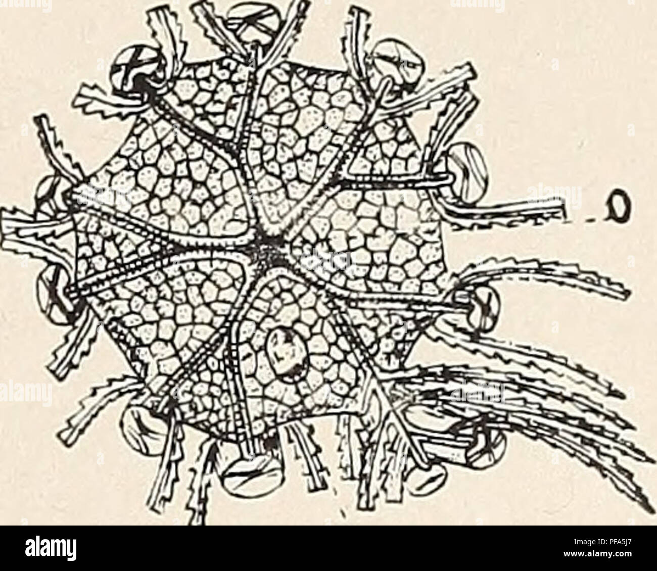 Calcareous ossicles hi-res stock photography and images - Alamy