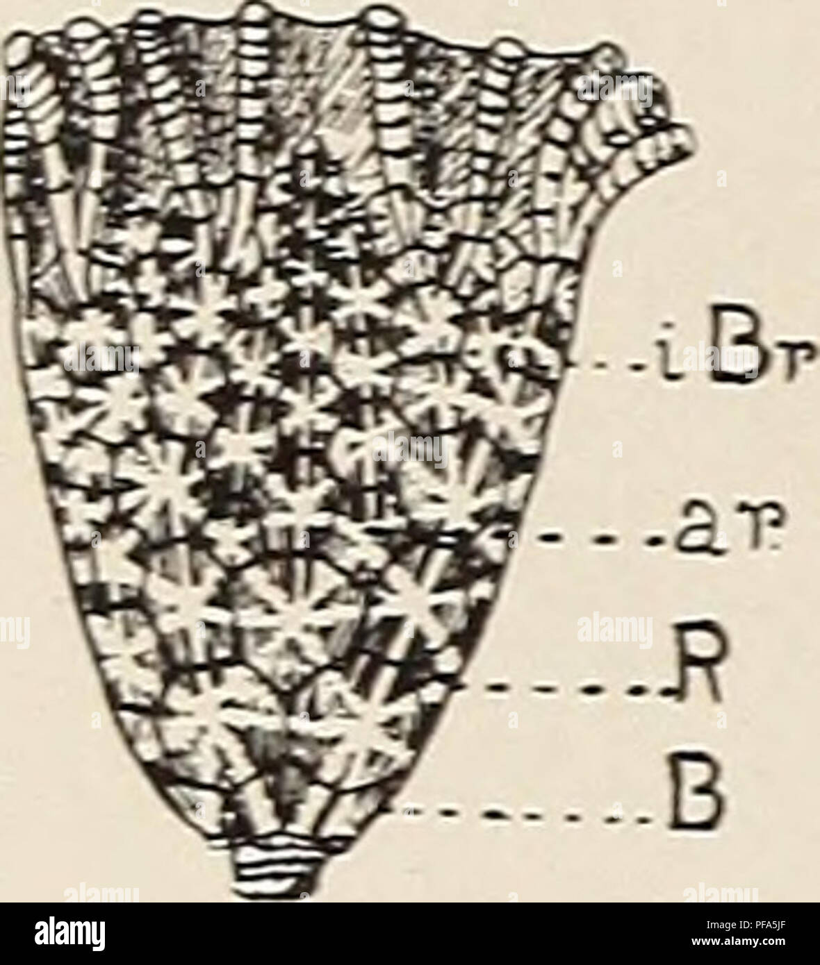 . The Devonian crinoids of the State of New York. Crinoidea, Fossil ...