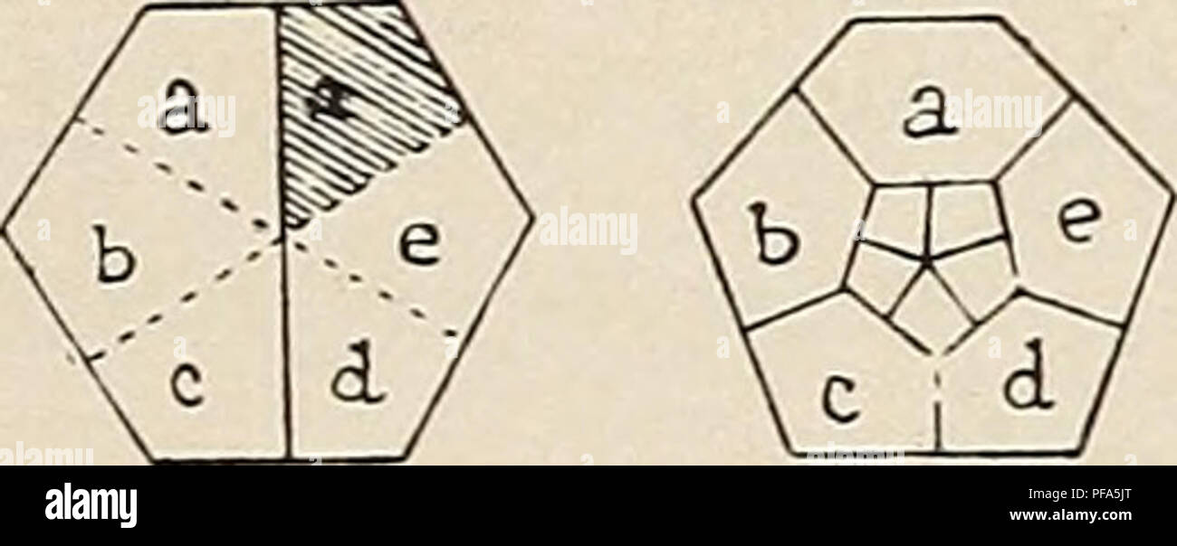 . The Devonian crinoids of the State of New York. Crinoidea, Fossil ...