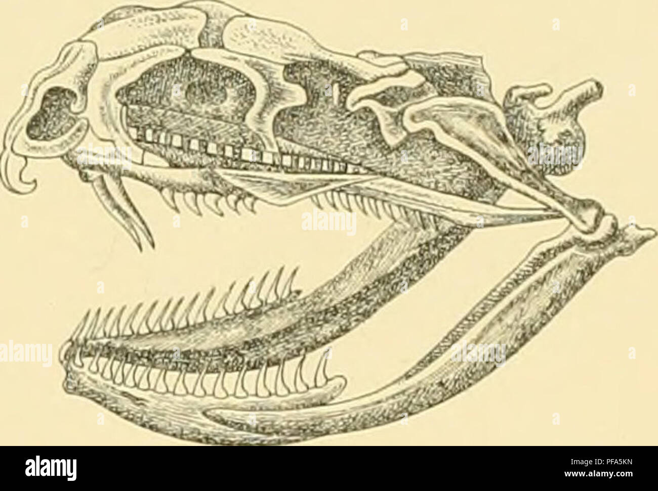 Zeeslang hi-res stock photography and images - Alamy