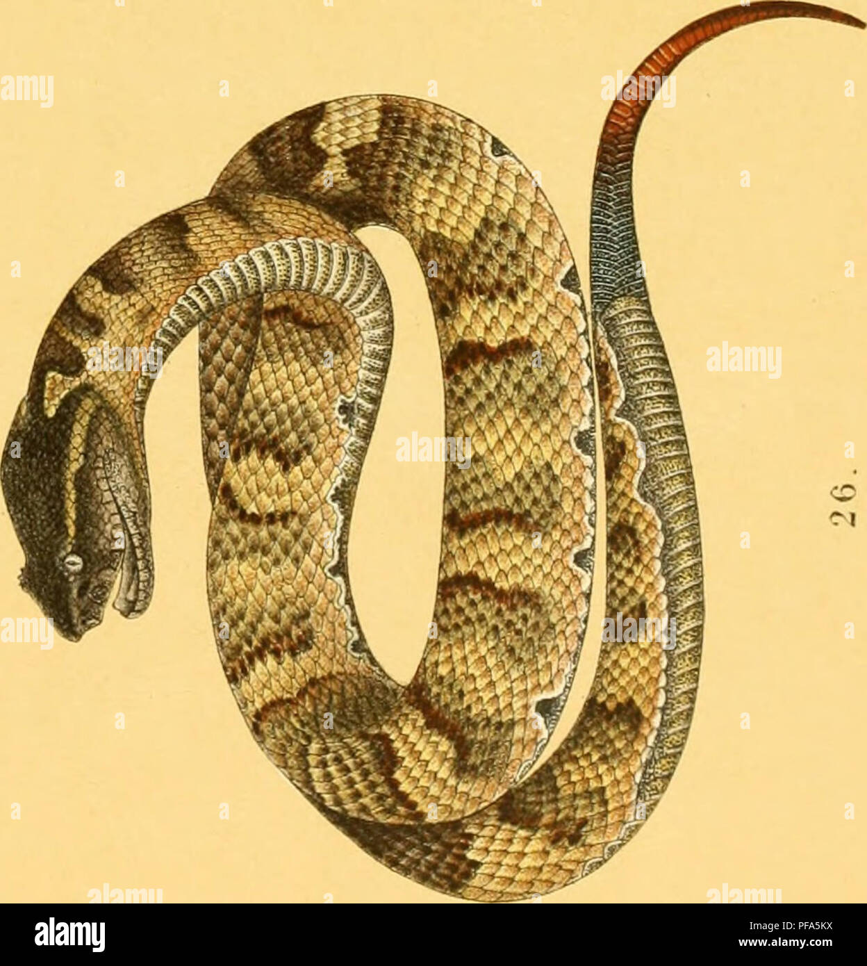 This work details the venomous snakes of the Dutch East Indies and ...