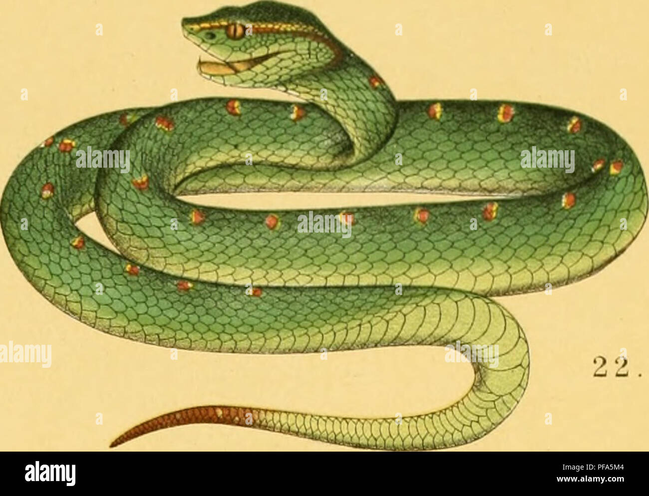 Gerard de jonge hi-res stock photography and images - Alamy