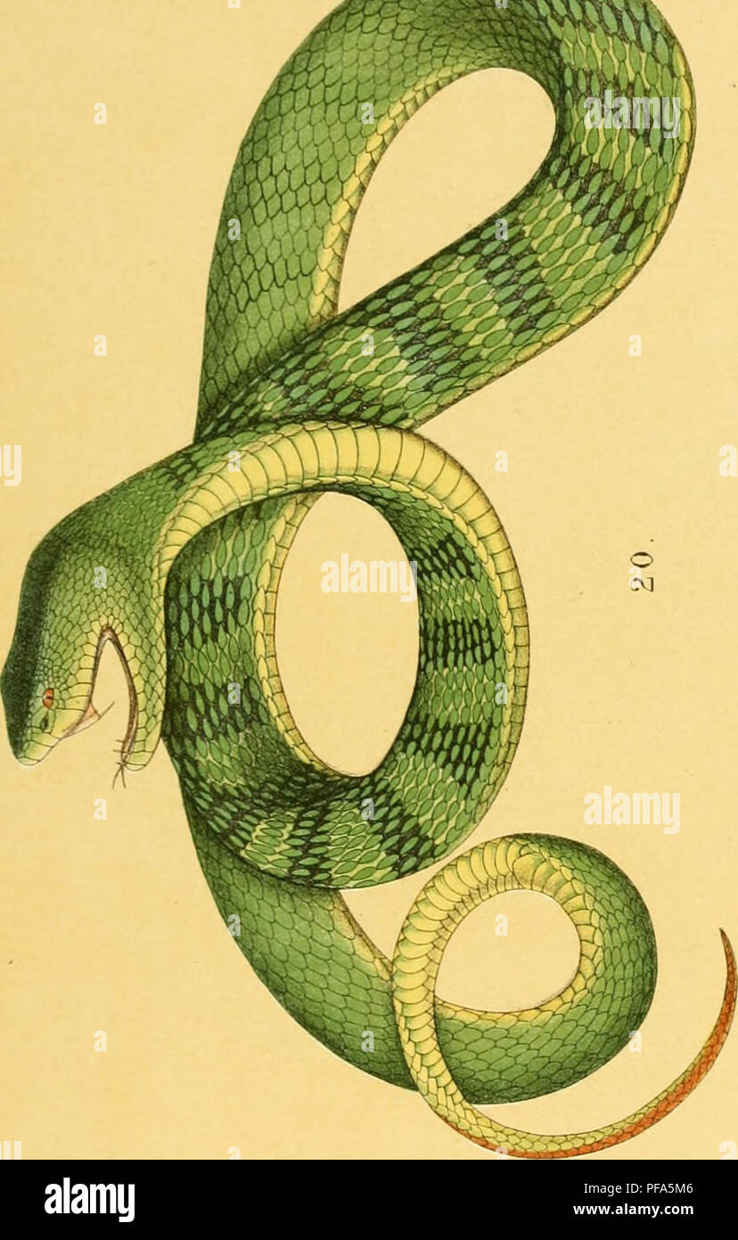 This work covers the venomous snakes of the Dutch East Indies ...