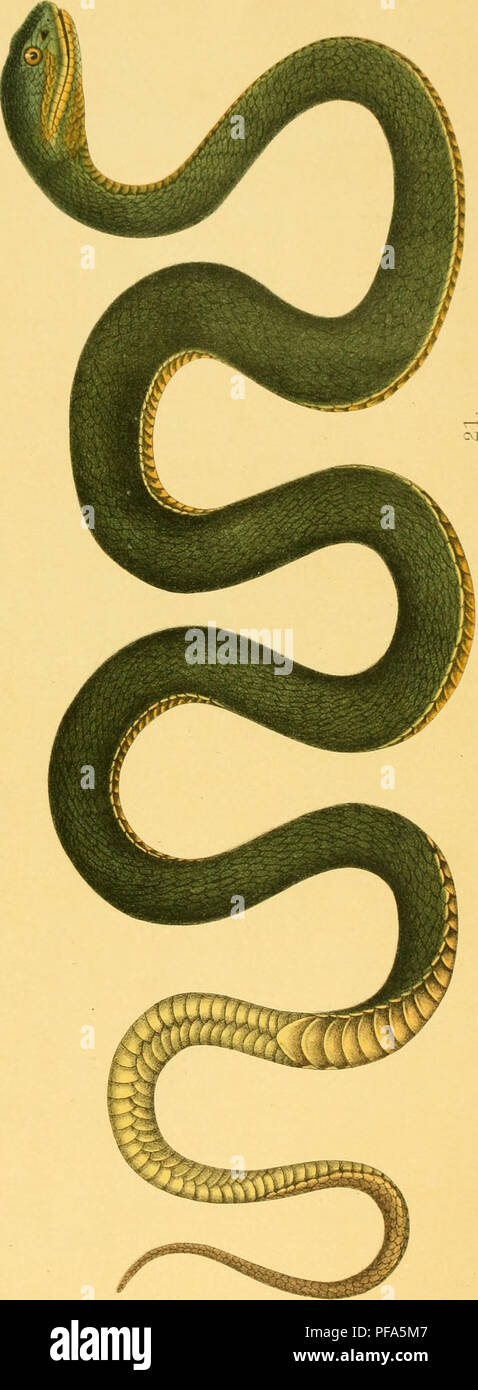 This 1862 work by Dr. G.W. Kieweit de Jonge details the venomous snakes ...