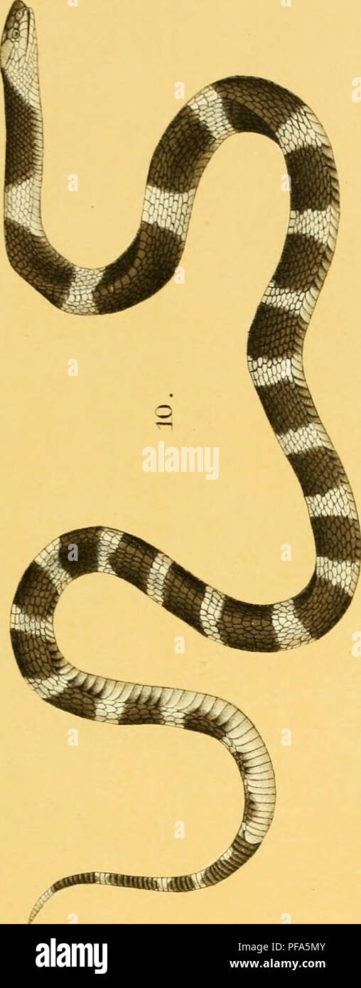 This Dutch text discusses the venomous snakes of the Dutch East Indies ...