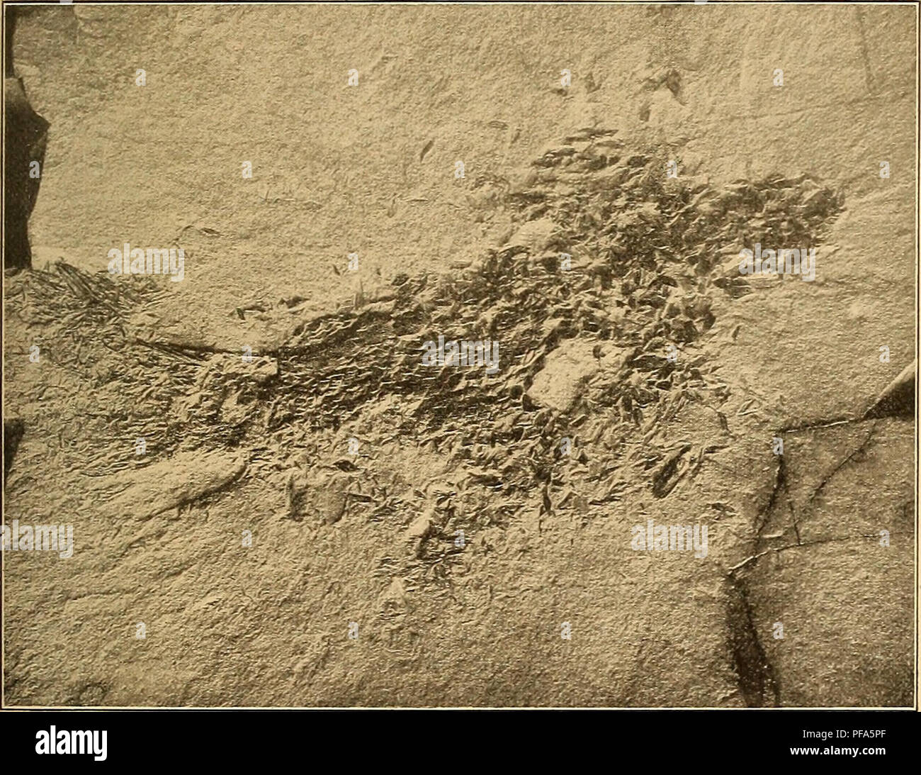 . Devonian fishes of Iowa. Fishes, Fossil; Paleontology; Paleontology ...