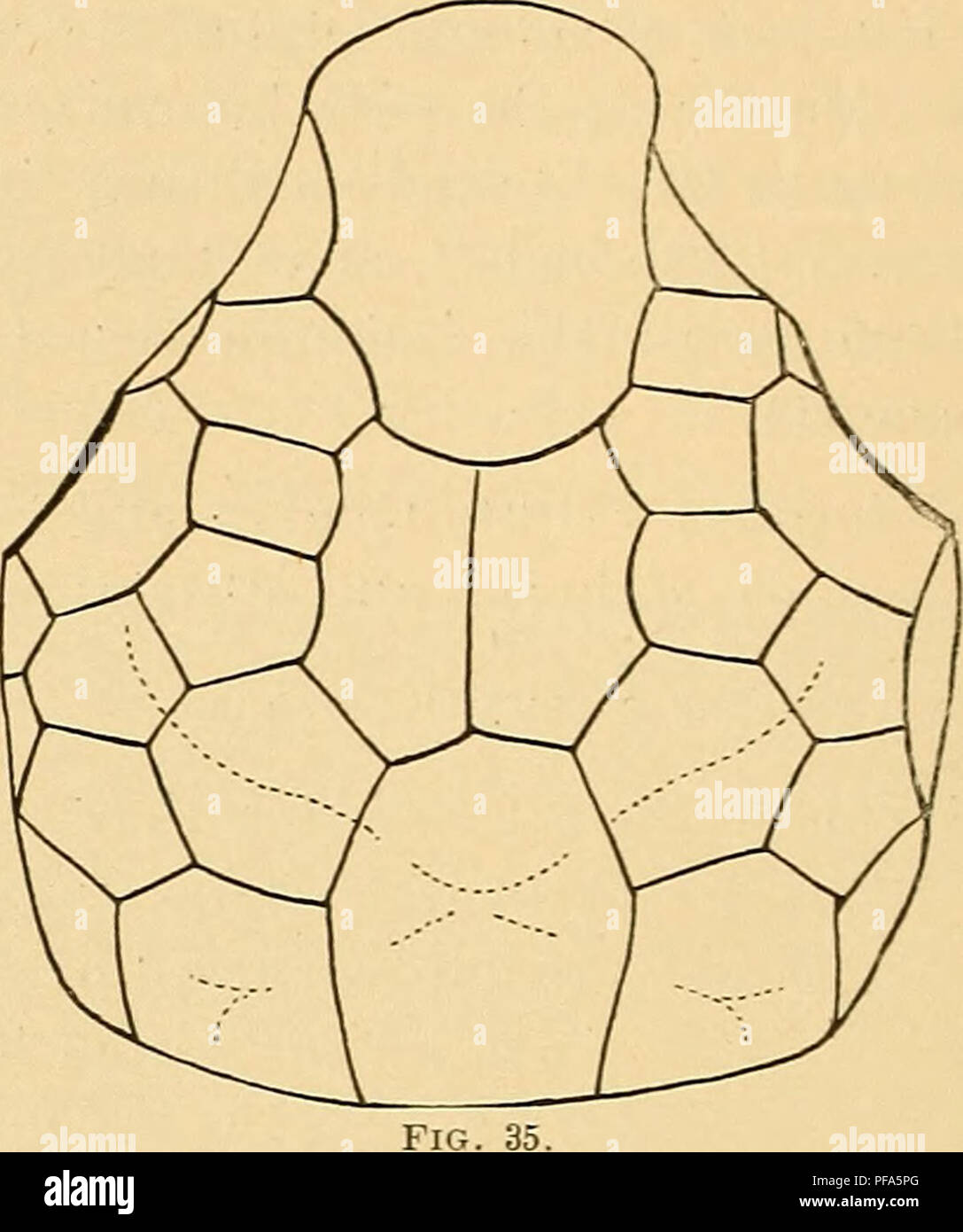 Teleostomi High Resolution Stock Photography and Images - Alamy