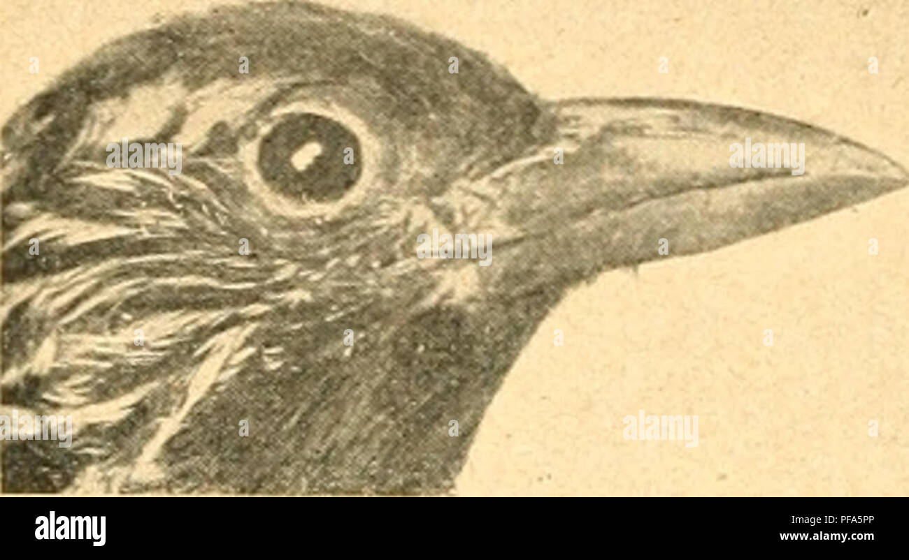 . De vogels van Guyana (Suriname, Cayenne en Demerara). Birds. -32 ...