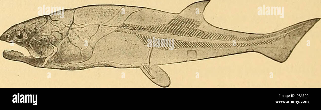 Arthrodires hi-res stock photography and images - Alamy