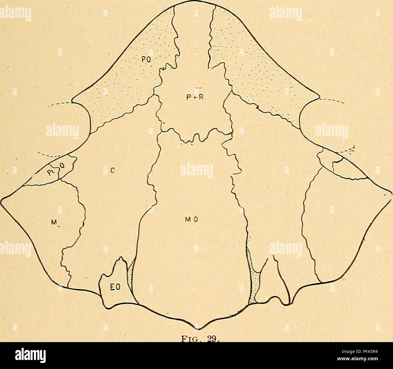 Dinichthys hi-res stock photography and images - Alamy