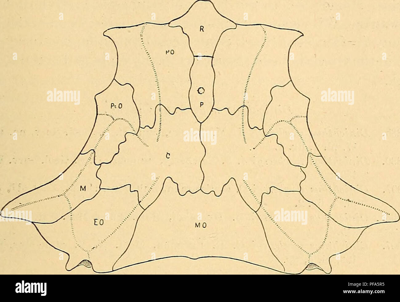 Dinichthys hi-res stock photography and images - Alamy