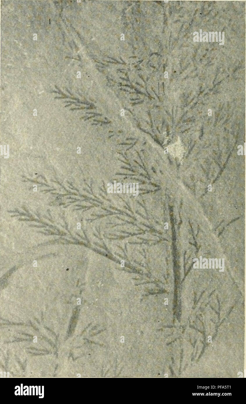 Various fossilized leaves hi-res stock photography and images - Alamy