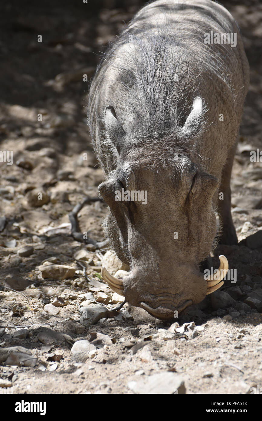 Warthog with long curled tusks on his snout Stock Photo - Alamy
