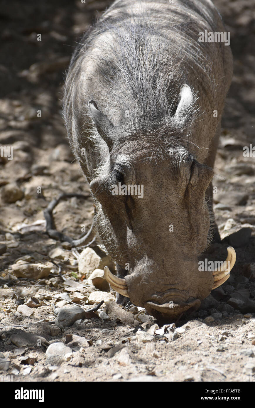 Warthog with curled ivory tusks on his snout Stock Photo - Alamy