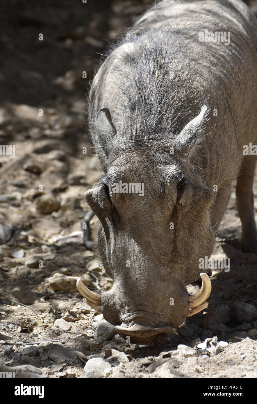 Fantastic close up look into the face of a warthog Stock Photo - Alamy