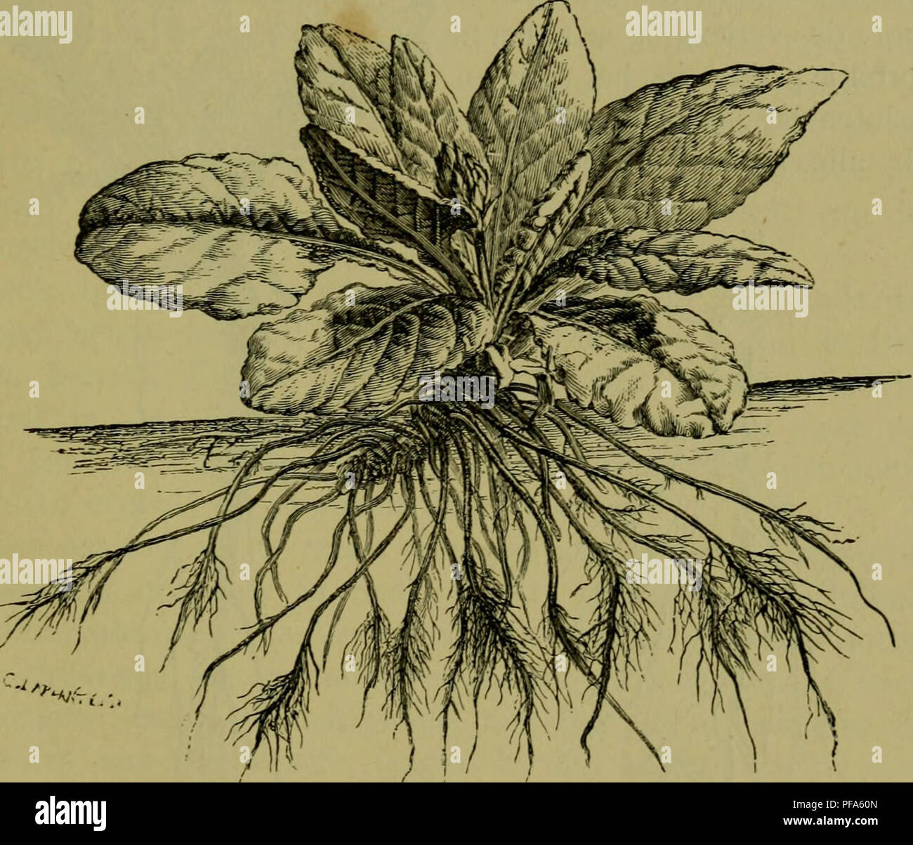 . De voeding der planten. Plants. DE BOUW EN DE VERRICHTINGEN DER ...