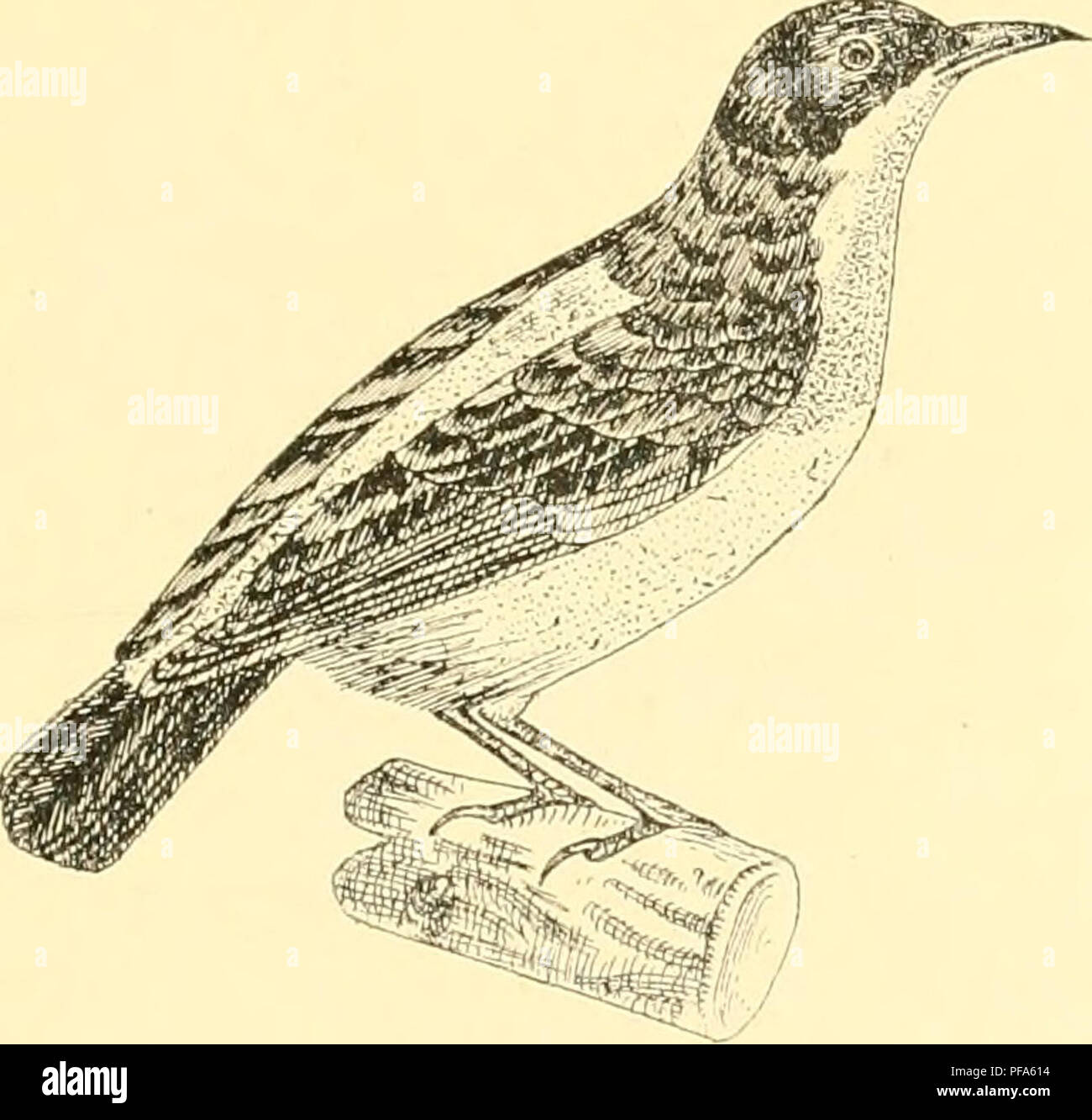 This work by Jacob Christiaan Koningsberger examines the birds of Java ...