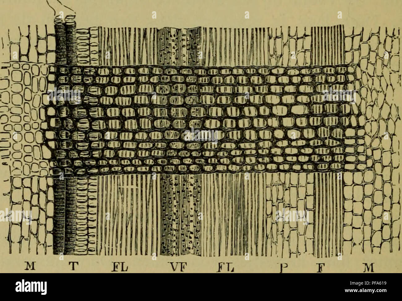 This text discusses plant nutrition, focusing on the temporary storage ...