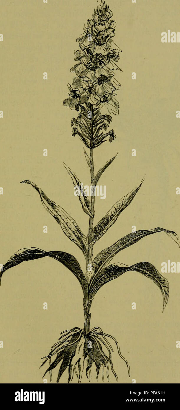 Tuberous root system hi-res stock photography and images - Alamy