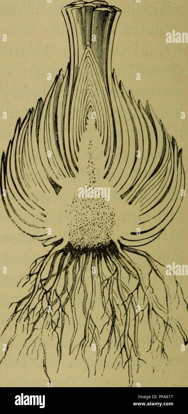 This botanical illustration depicts the bulb of a lily, sliced ...