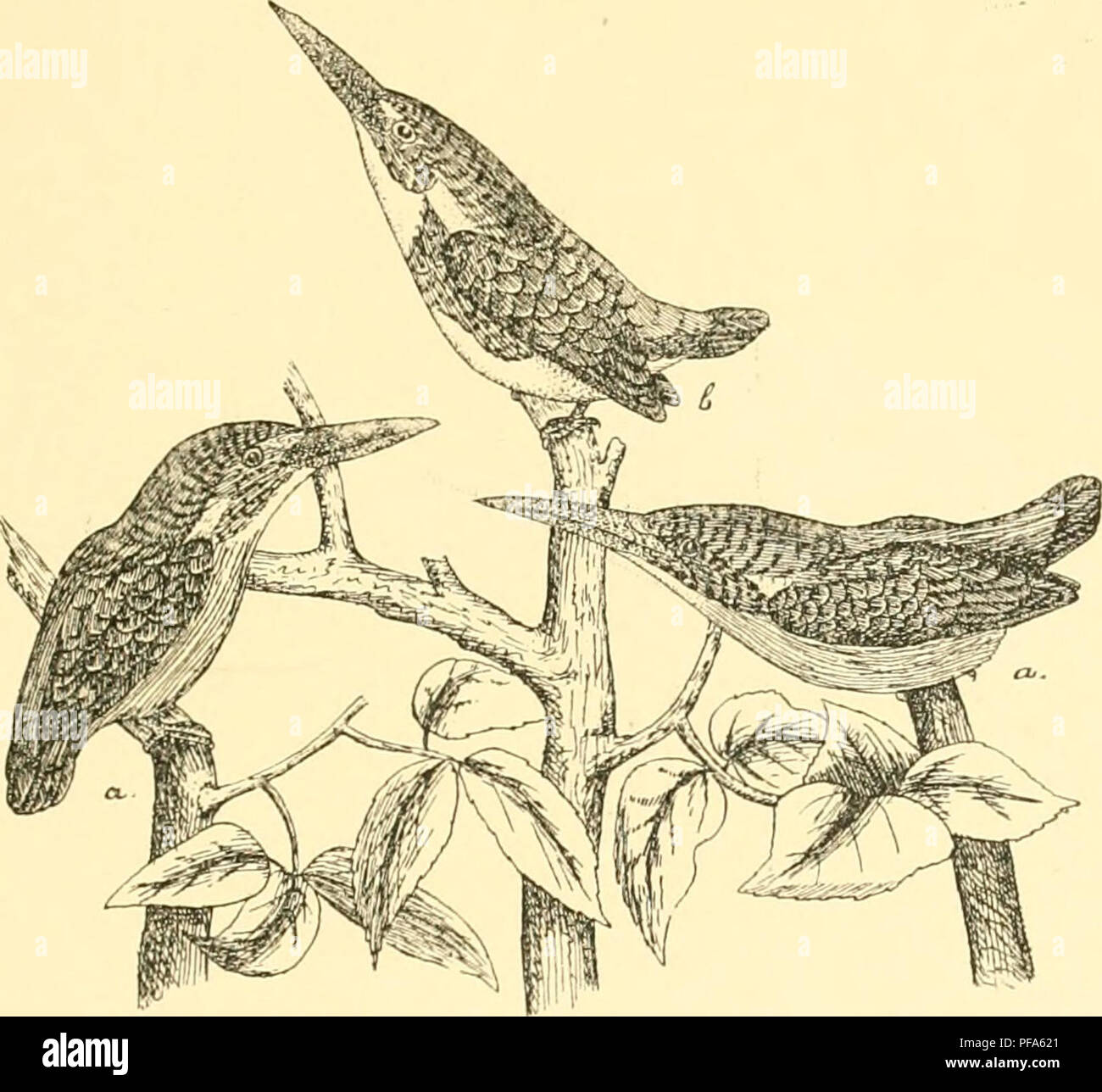 This work by Jacob Christiaan Koningsberger discusses the birds of Java ...