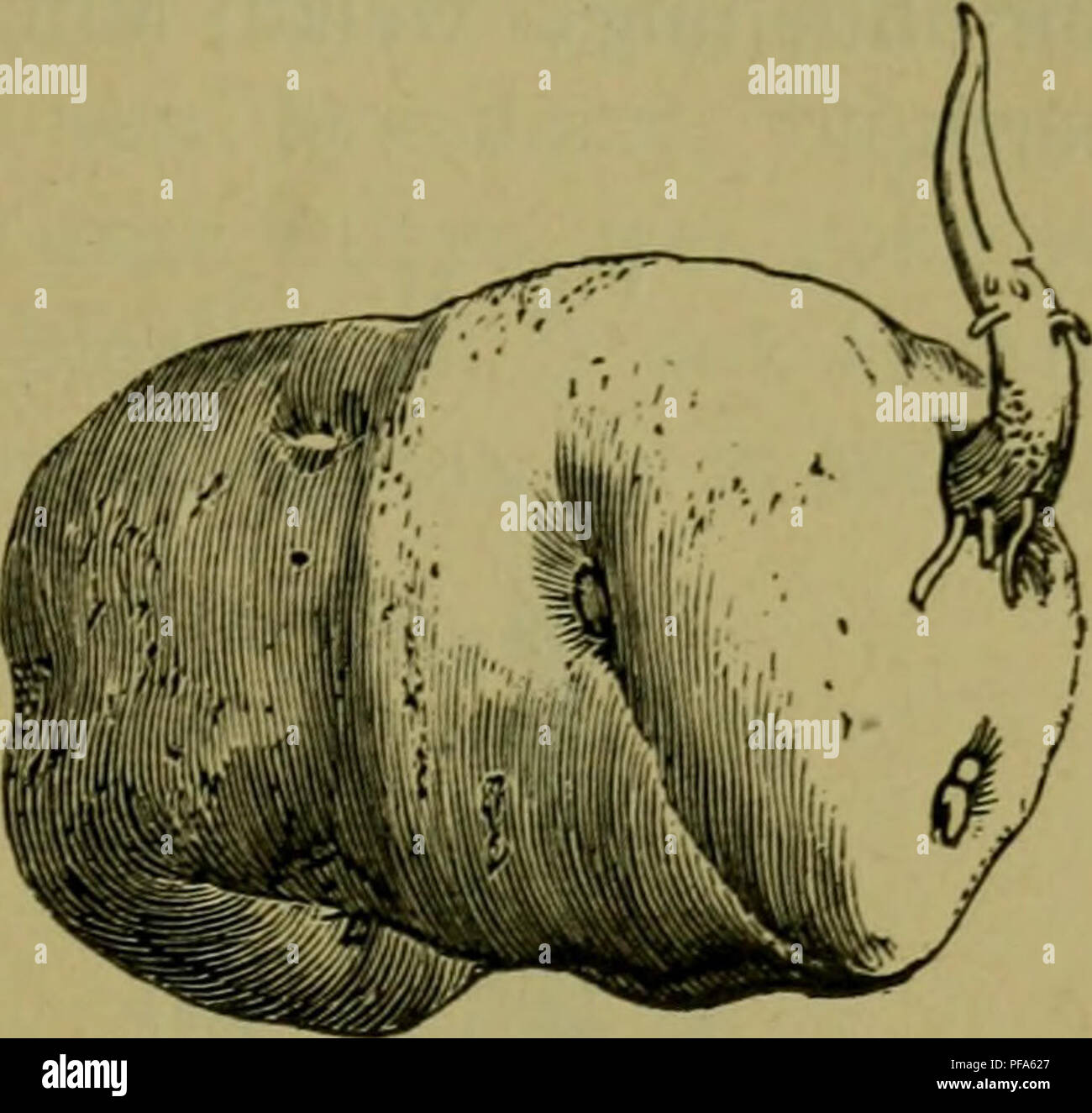 De knol hi-res stock photography and images - Alamy