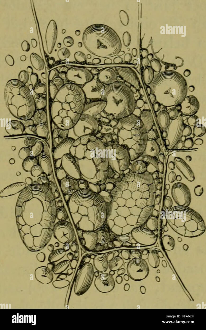 This figure illustrates the temporary storage of food within plant ...