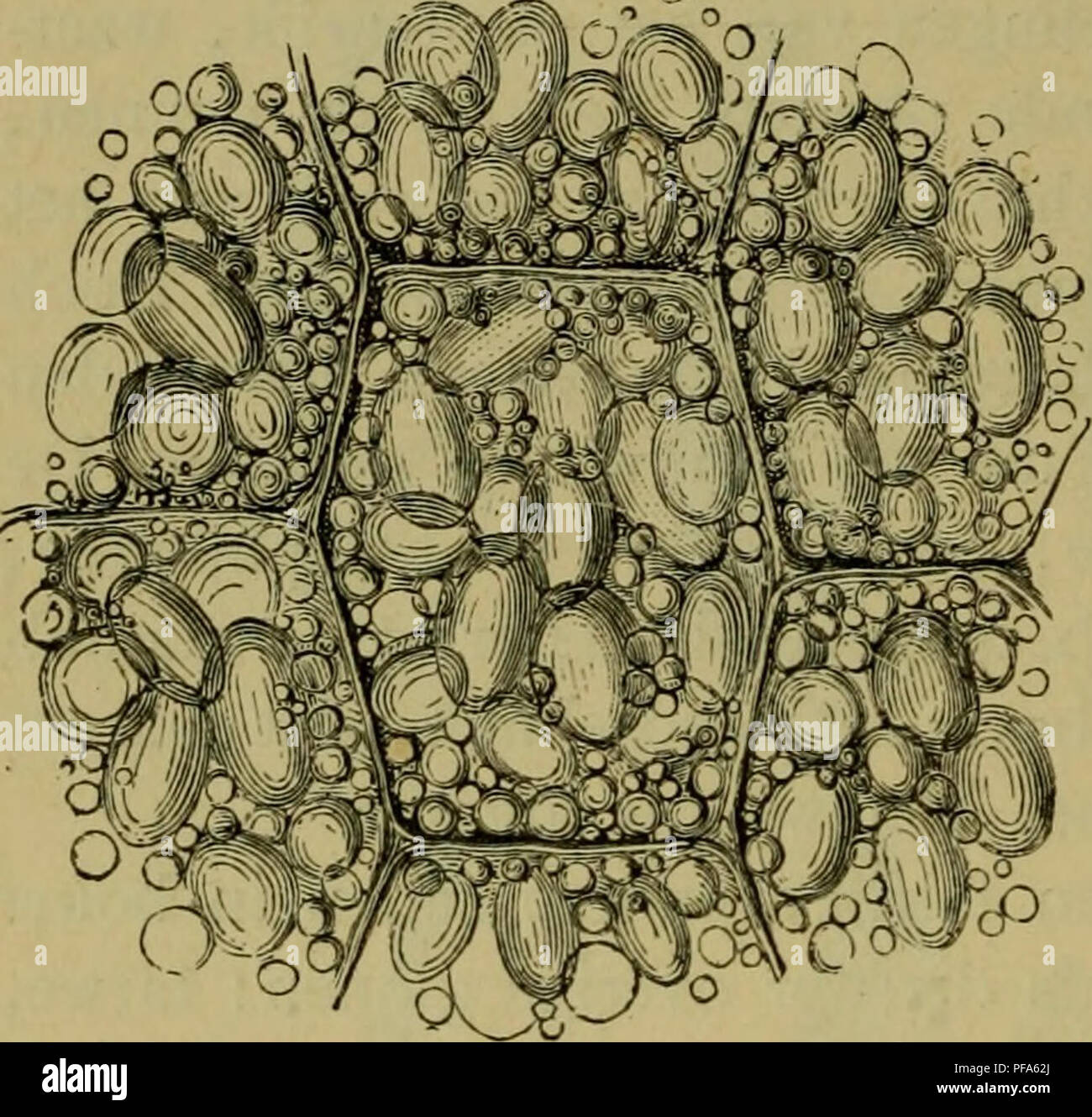 Starch granules in plant cells hi-res stock photography and images - Alamy