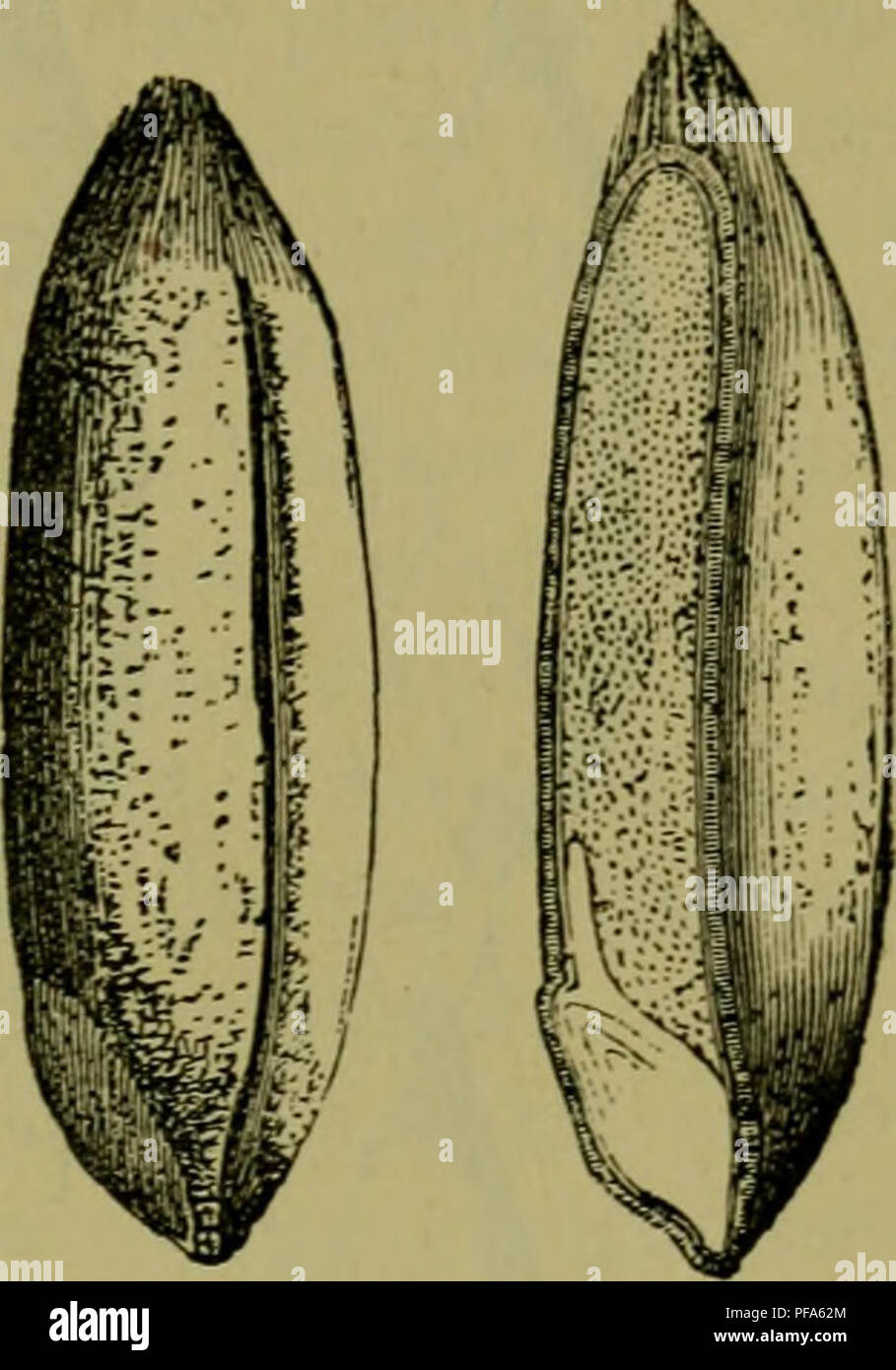 This textbook discusses plant nutrition, focusing on food storage in ...