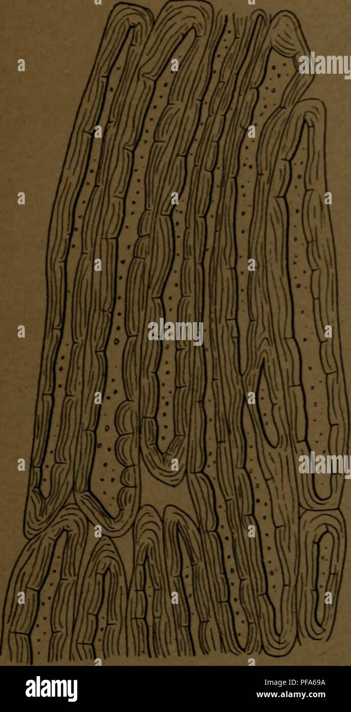 This study explores the development and anatomical structure of the ...
