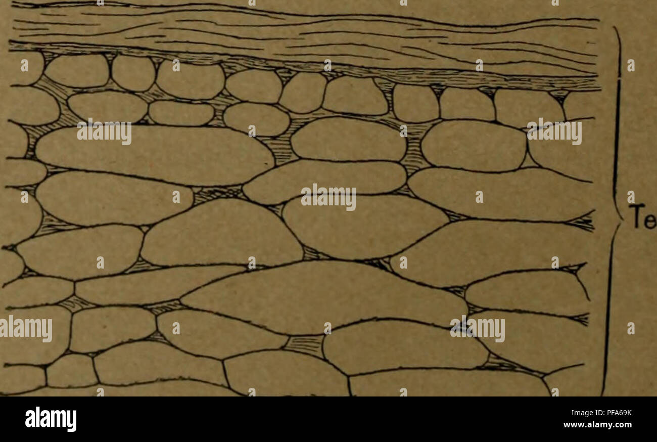 . DeÌveloppement et structure anatomique du teÌgument seÌminal des ...