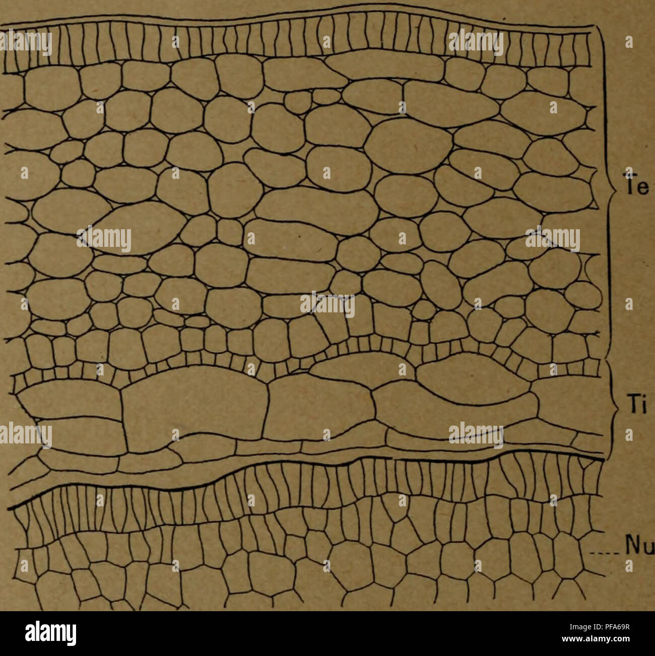 This study examines the development and anatomical structure of the ...