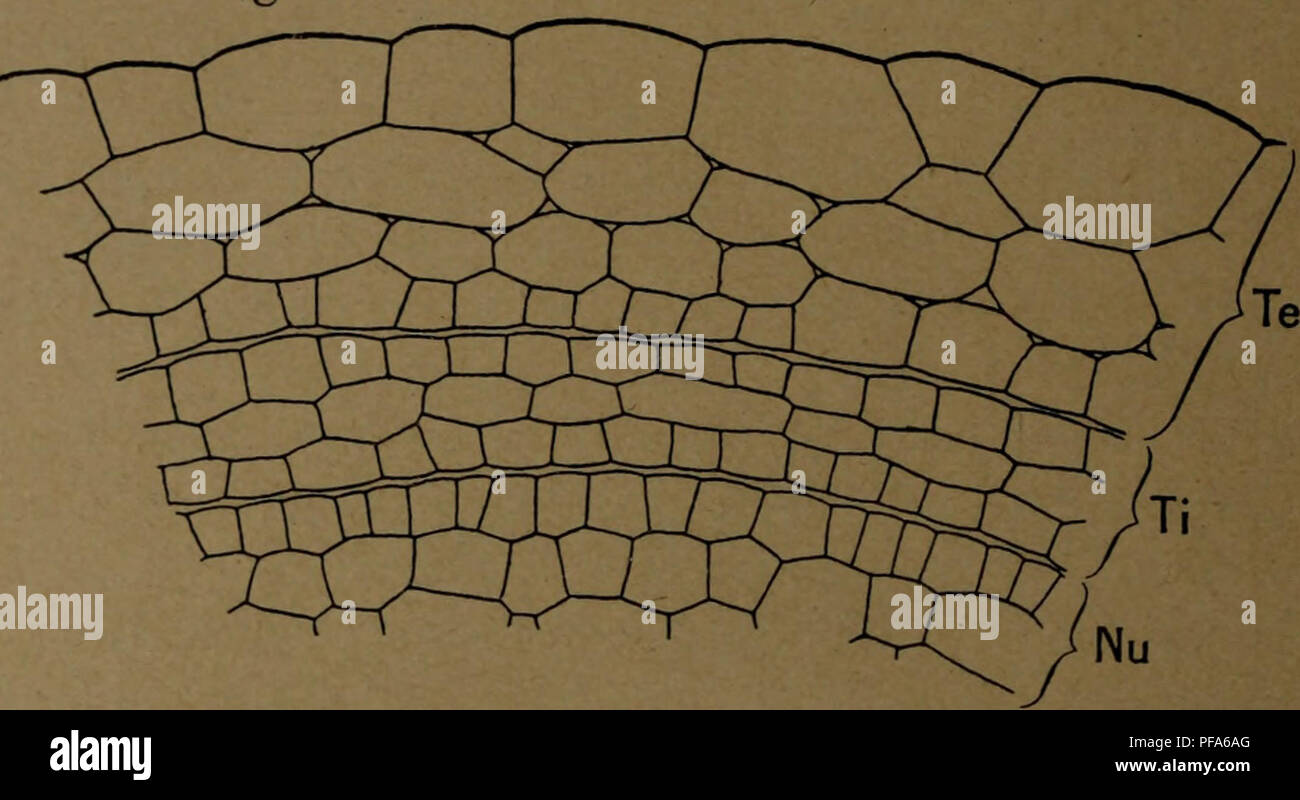 This image illustrates the anatomical structure of the seed coat in ...