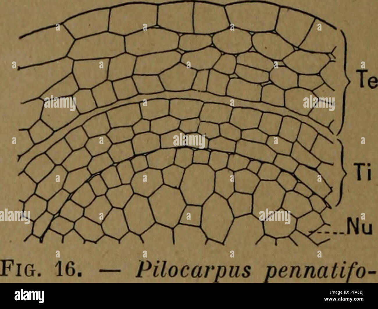 Nucelle hi-res stock photography and images - Alamy