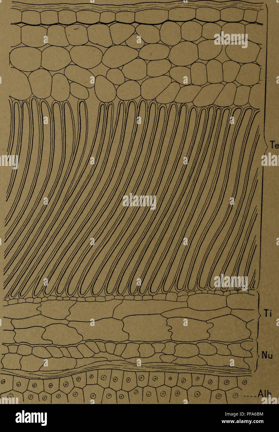 This scientific study focuses on the anatomical development and ...