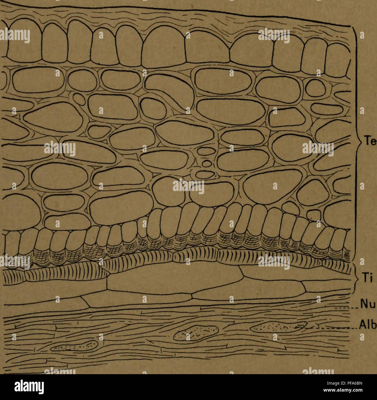 This study examines the development and anatomical structure of the ...