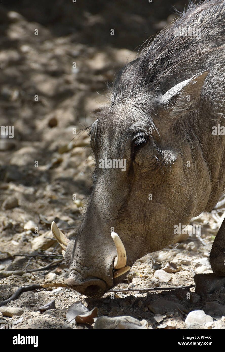 Great curled tusks on the snout of a hairy warthog Stock Photo - Alamy