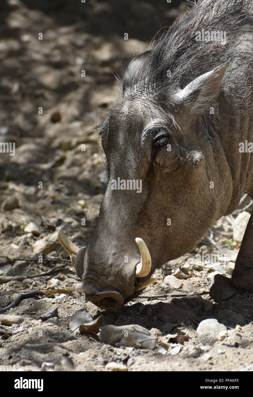 Fantastic close up look into the face of a warthog Stock Photo - Alamy