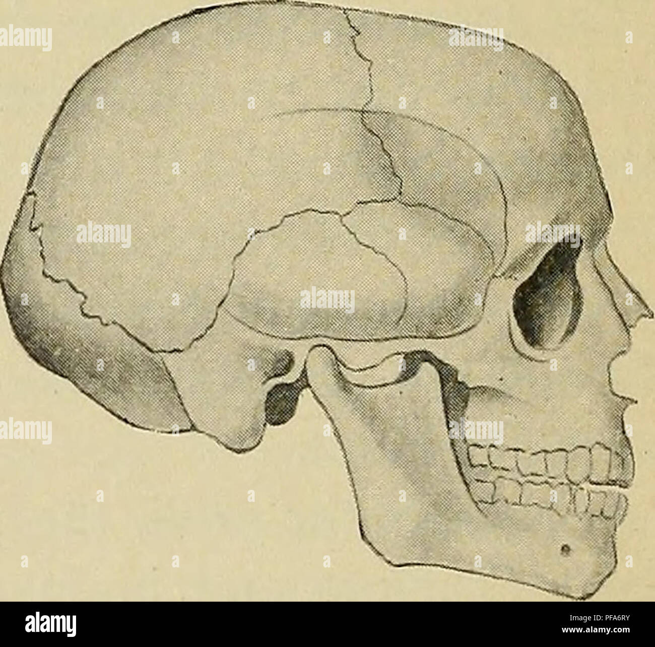 Premaxilla hi-res stock photography and images - Alamy