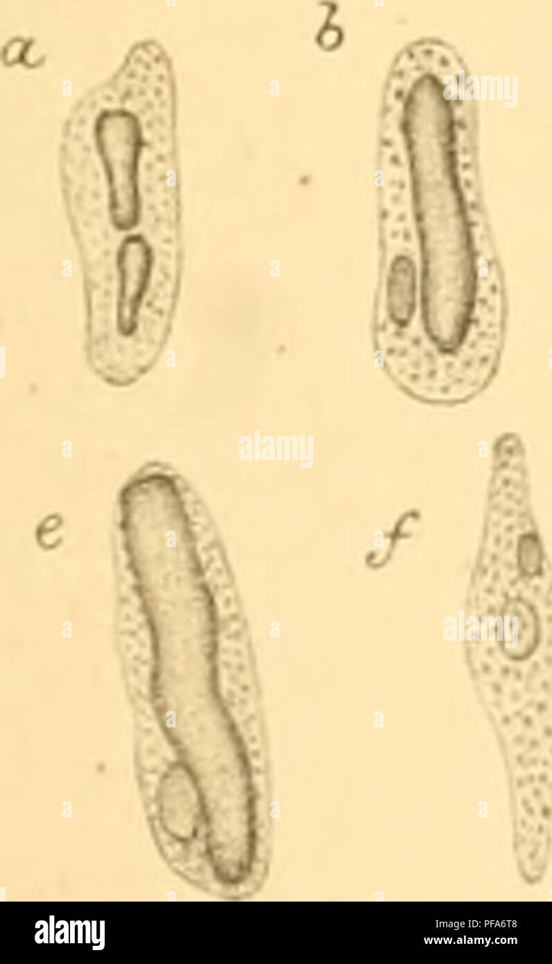 This study examines the developmental stages of *Renilla*, a type of ...
