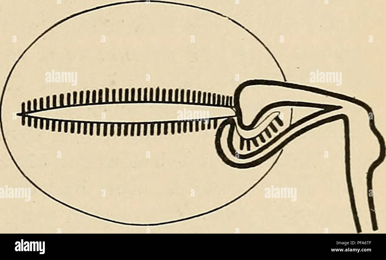 . The development of the human body : a manual of human embryology ...