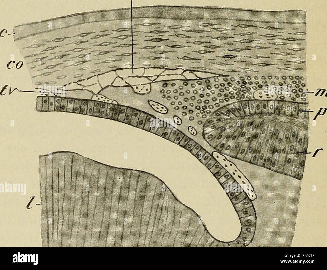 . The development of the human body : a manual of human embryology ...